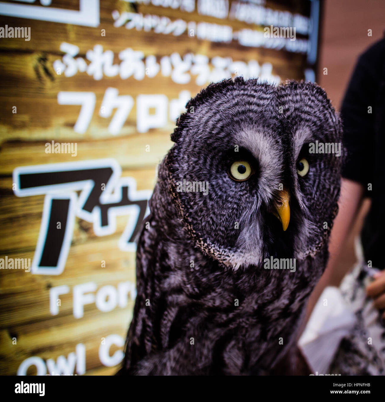 Owl cafe japan hi-res stock photography and images - Alamy
