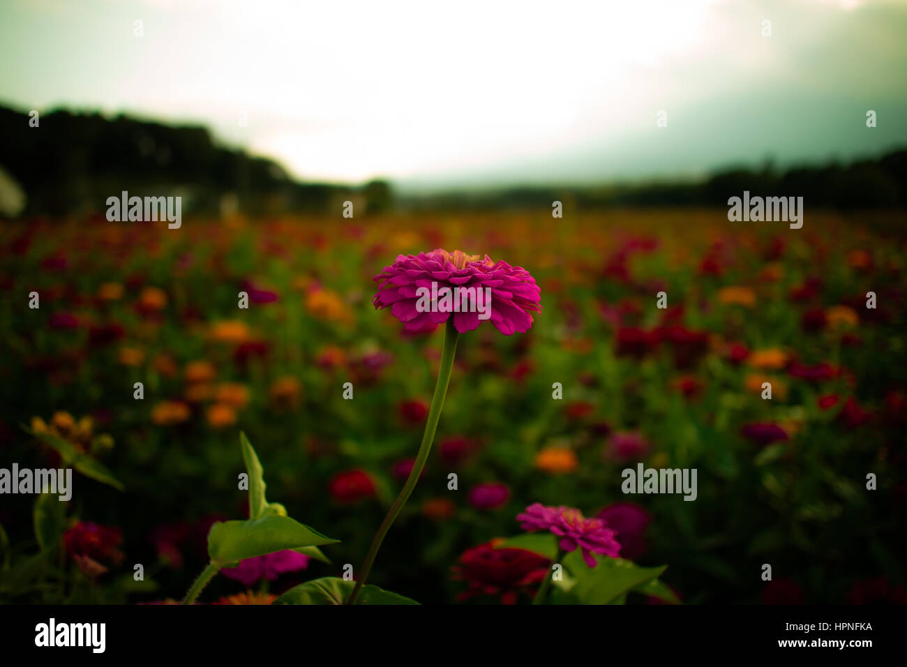 Zen garden above hi-res stock photography and images - Alamy