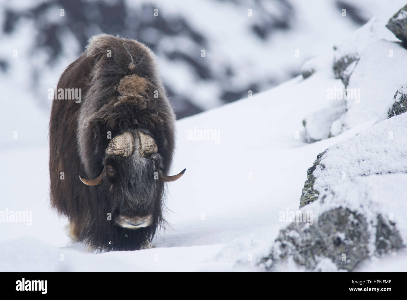 Moschatus hi-res stock photography and images - Alamy