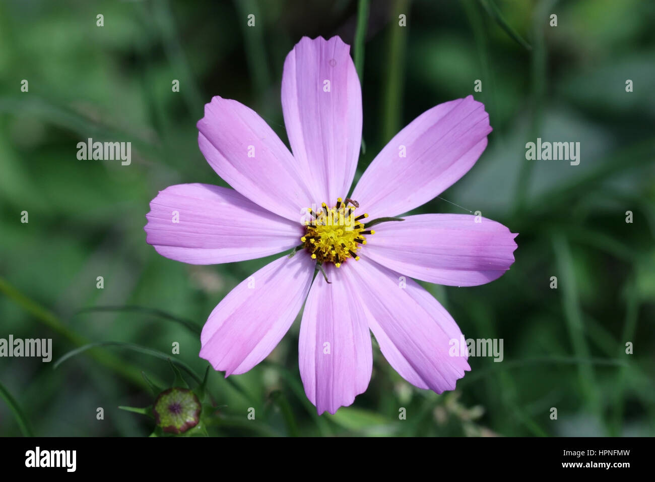 Flower Cosmos gently lilac close up on a green vegetable background it ...