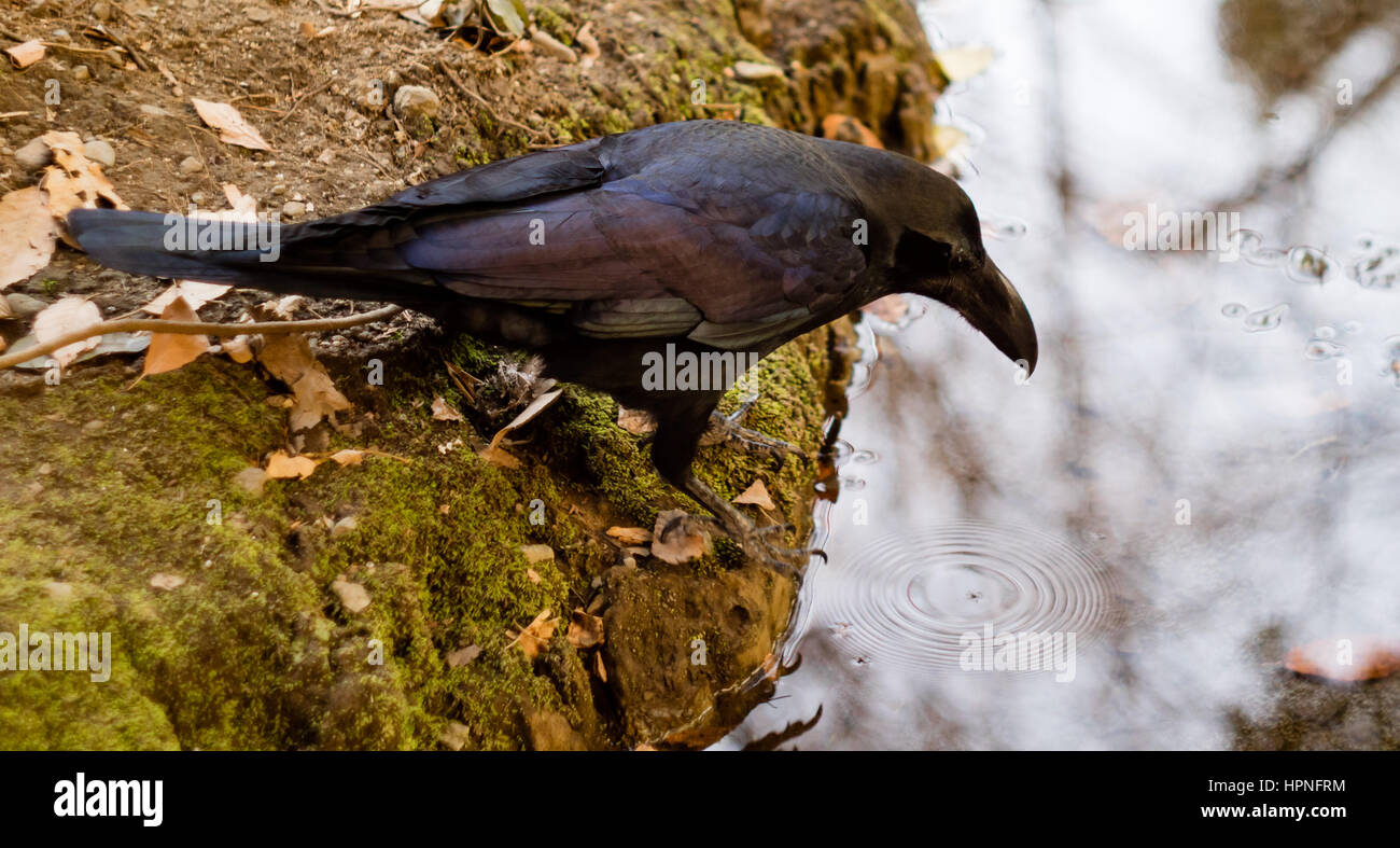 A crow going for a drink in a stream in Shinjuku, Tokyo Stock Photo - Alamy