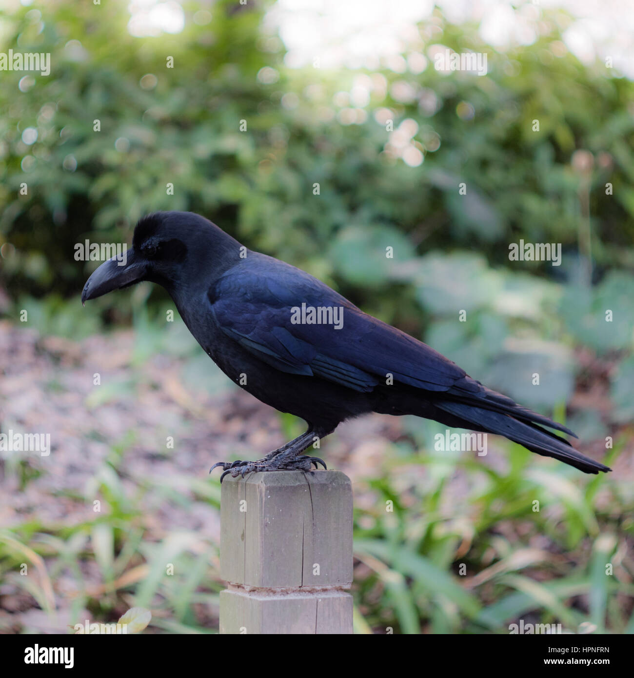 Tokyo crow hi-res stock photography and images - Alamy