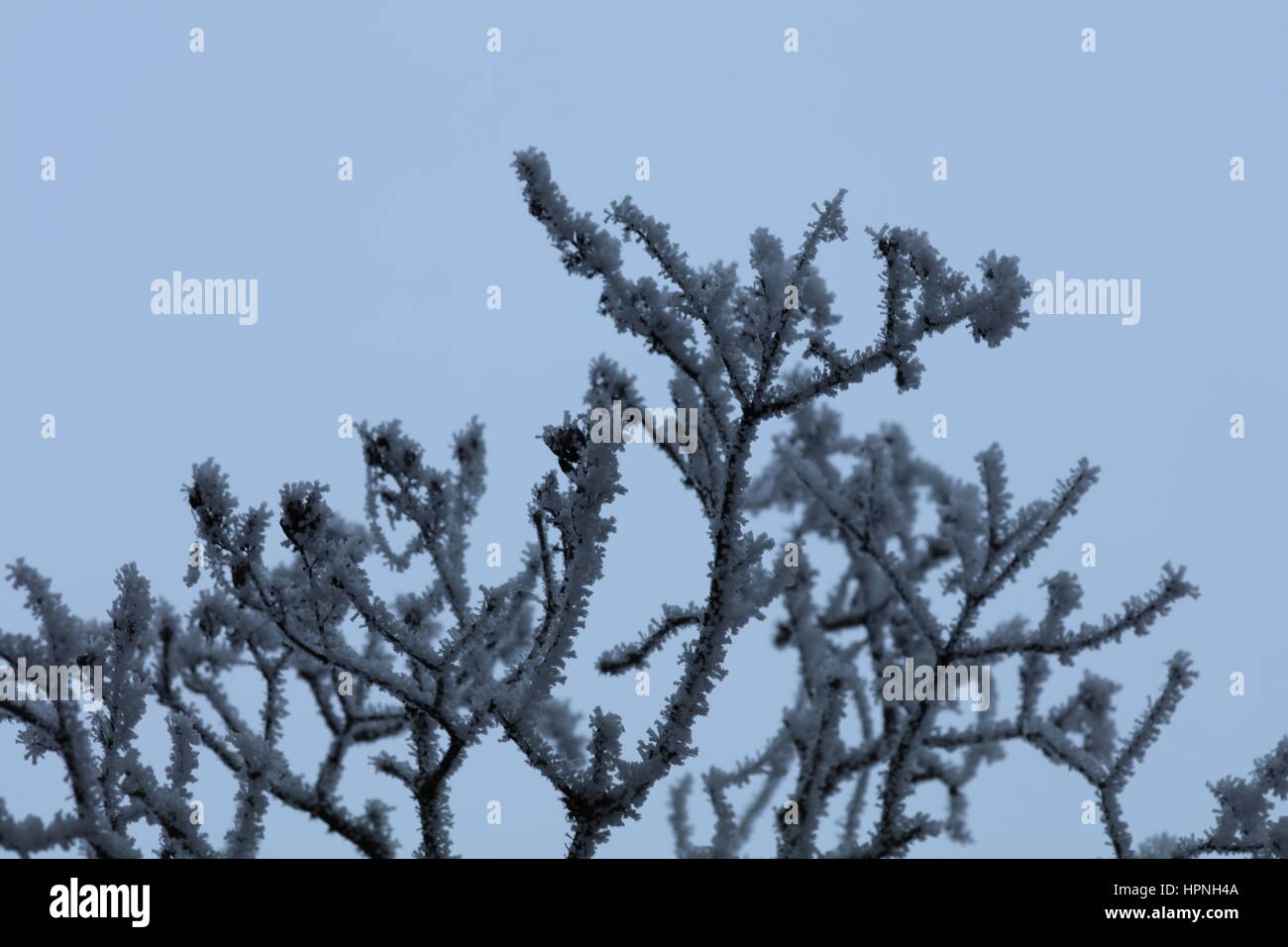 Ast baum hi-res stock photography and images - Alamy