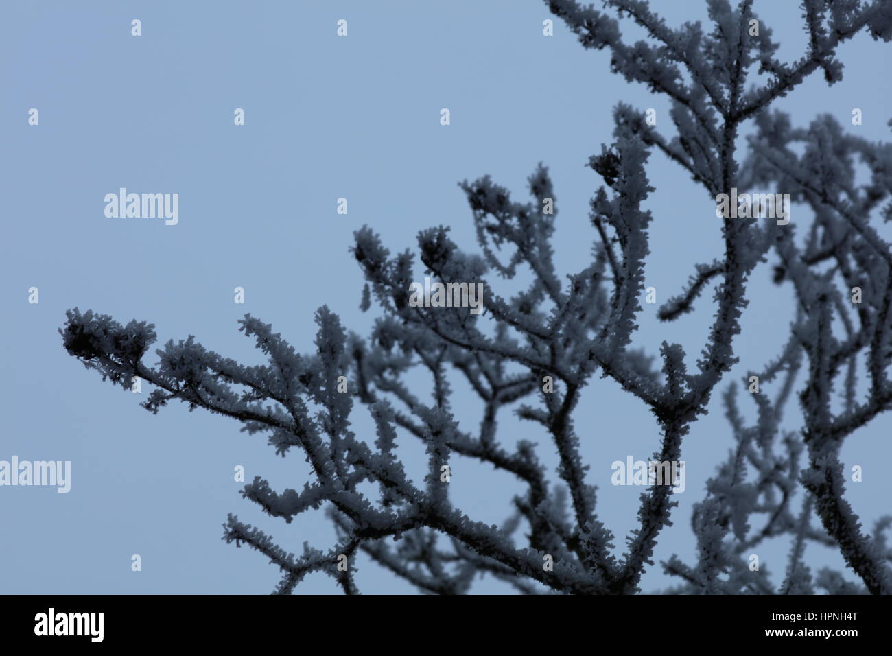 Ast Baum vereist und verschneit Stock Photo - Alamy