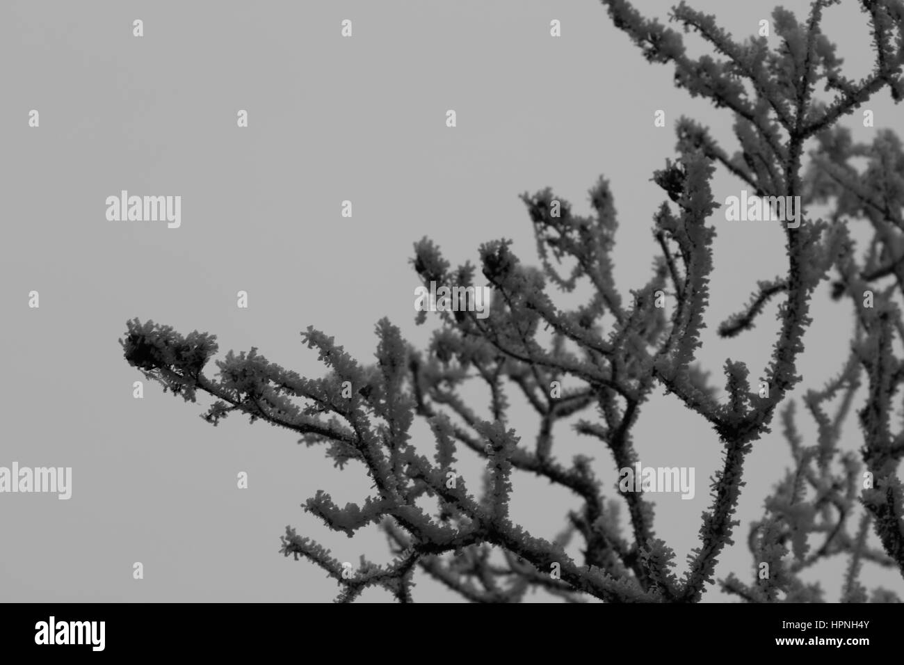 Baum vorlage hi-res stock photography and images - Alamy