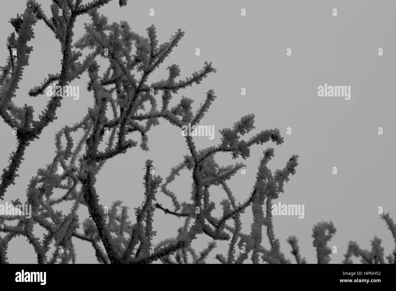 Ast Baum vereist und verschneit Stock Photo - Alamy