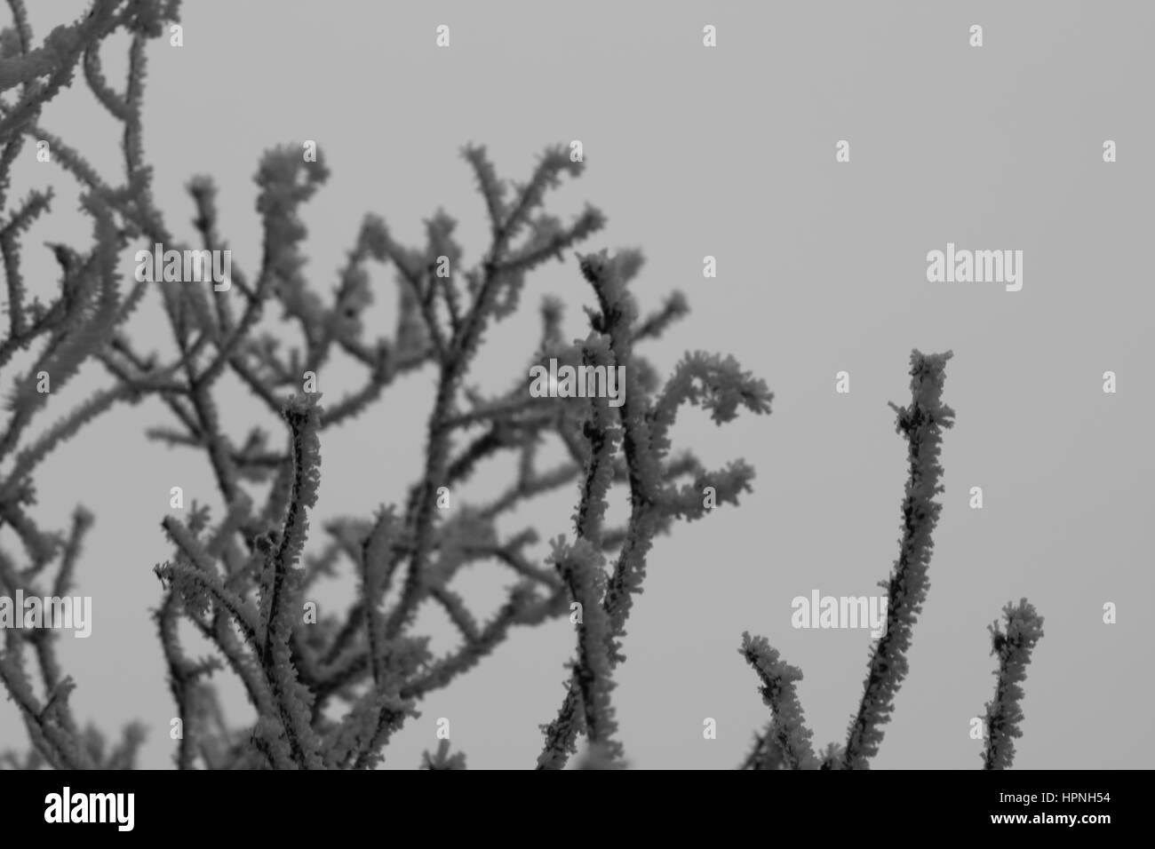 Ast Baum vereist und verschneit Stock Photo - Alamy
