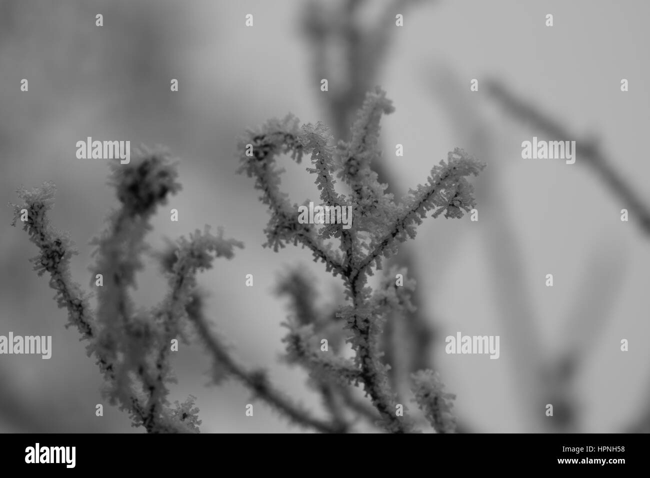 Ast baum Black and White Stock Photos & Images - Alamy