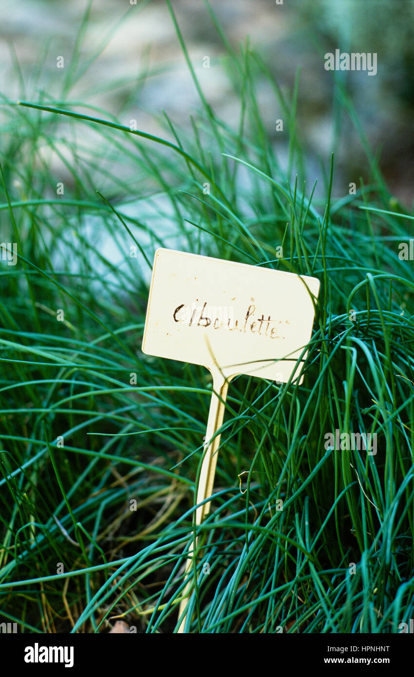 Chives with a sign Stock Photo - Alamy