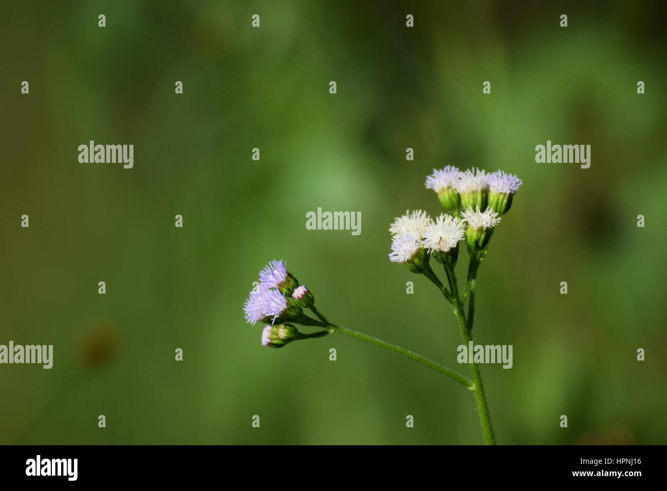 Alamy_flowers hi-res stock photography and images - Alamy