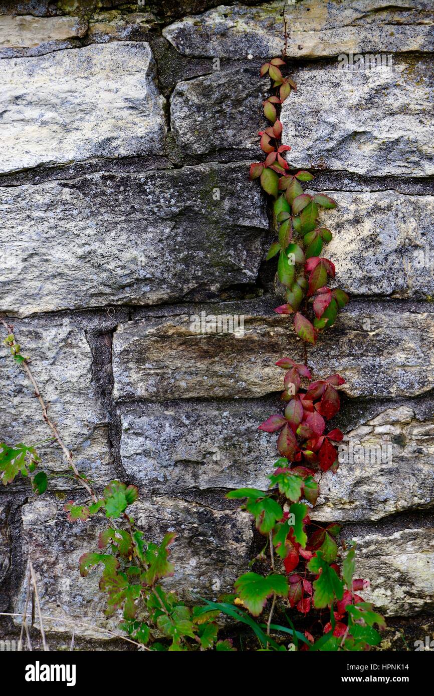 Vine growing hi-res stock photography and images - Alamy