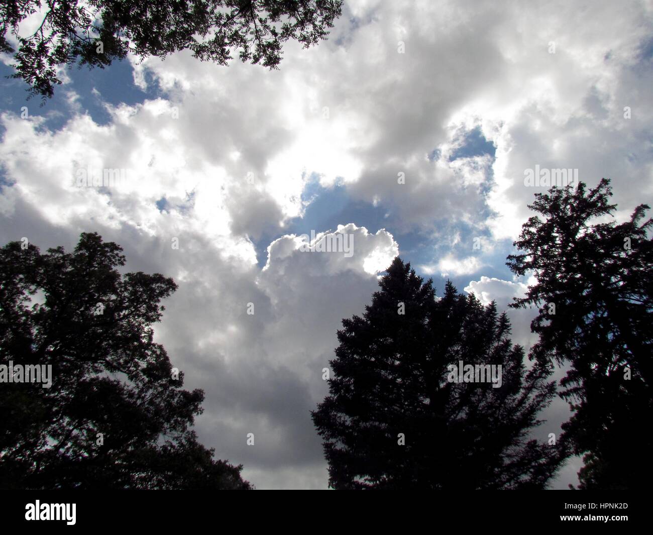Sky with clouds and trees Stock Photo - Alamy