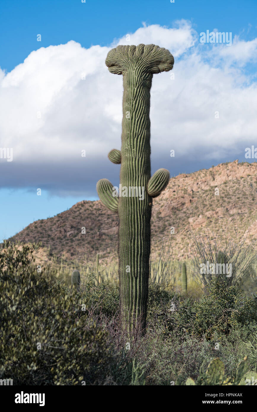 Rare Crested saguaro cactus plant in National Park West near Tucson ...