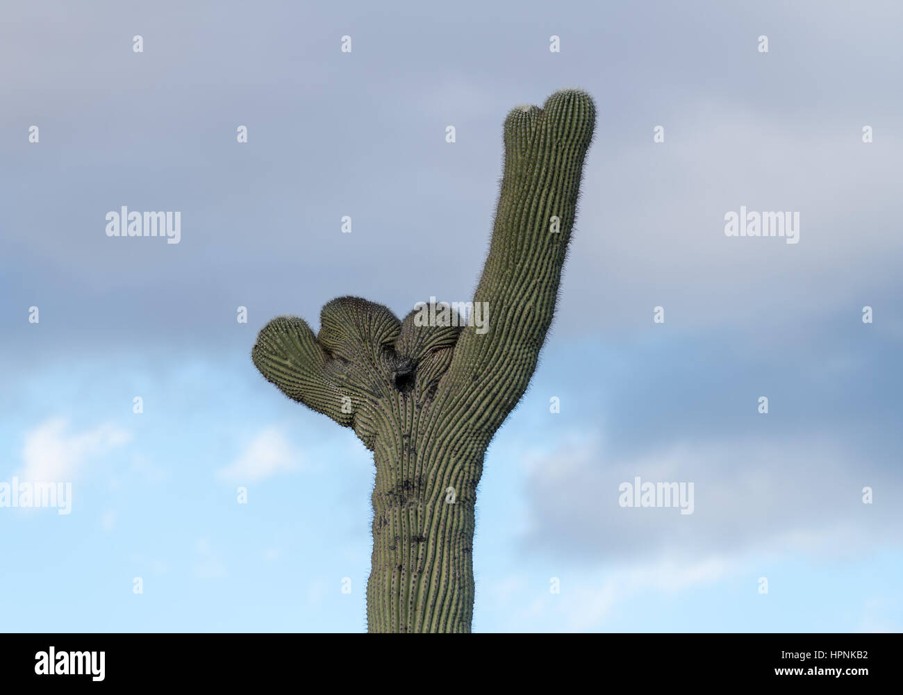 Rare Crested saguaro cactus plant in National Park West near Tucson ...