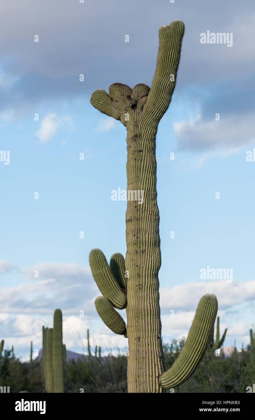 Rare Crested saguaro cactus plant in National Park West near Tucson ...
