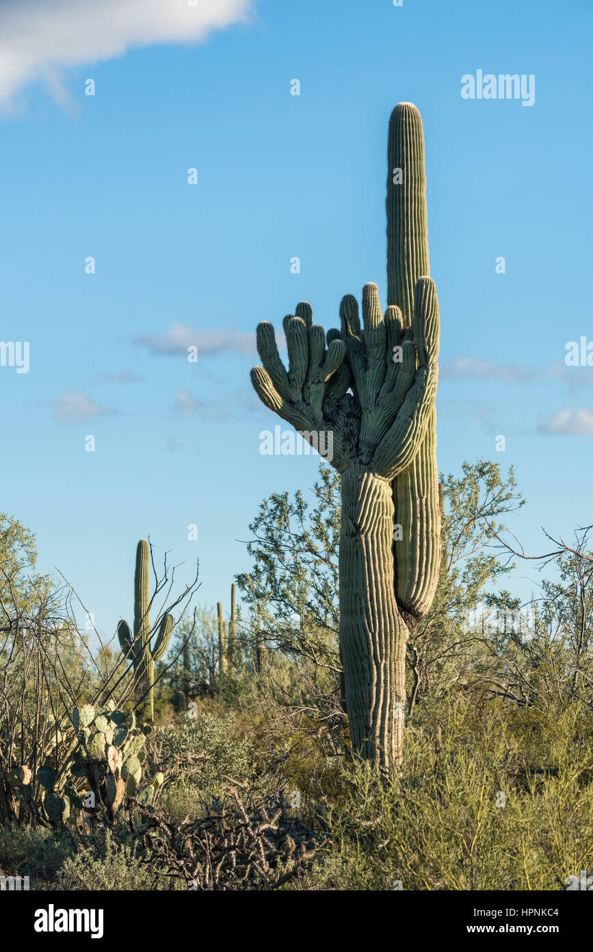 Rare Crested saguaro cactus plant shaped like baseball pitcher glove in ...