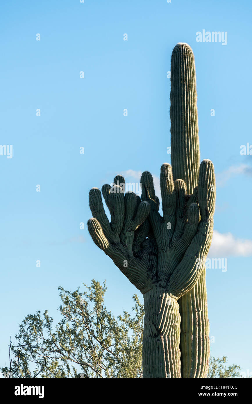 Rare Crested saguaro cactus plant shaped like baseball pitcher glove in ...