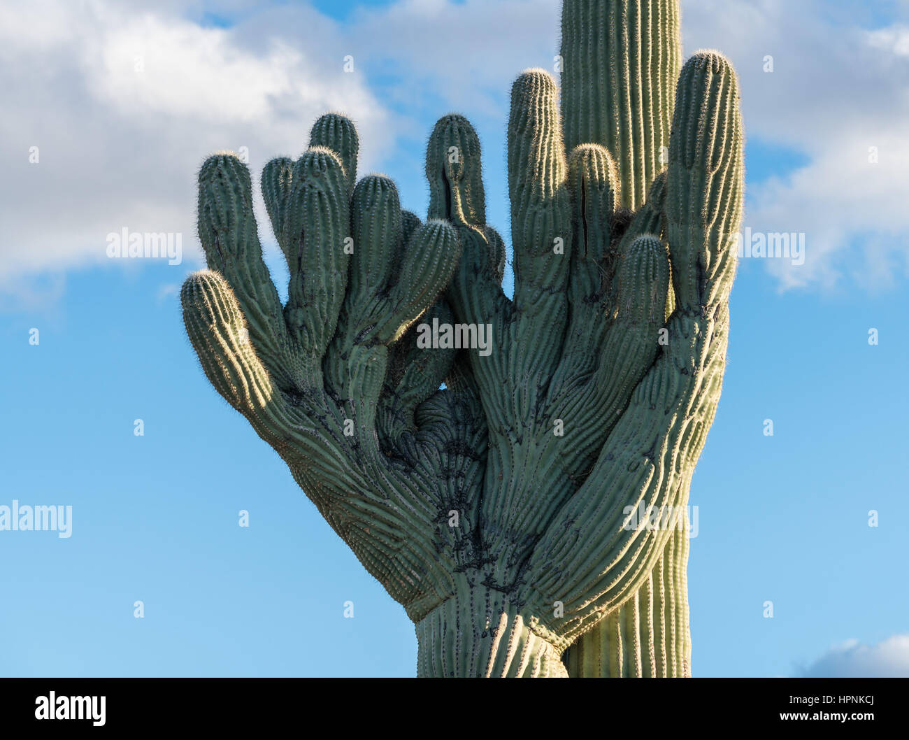 Rare Crested saguaro cactus plant shaped like baseball pitcher glove in ...