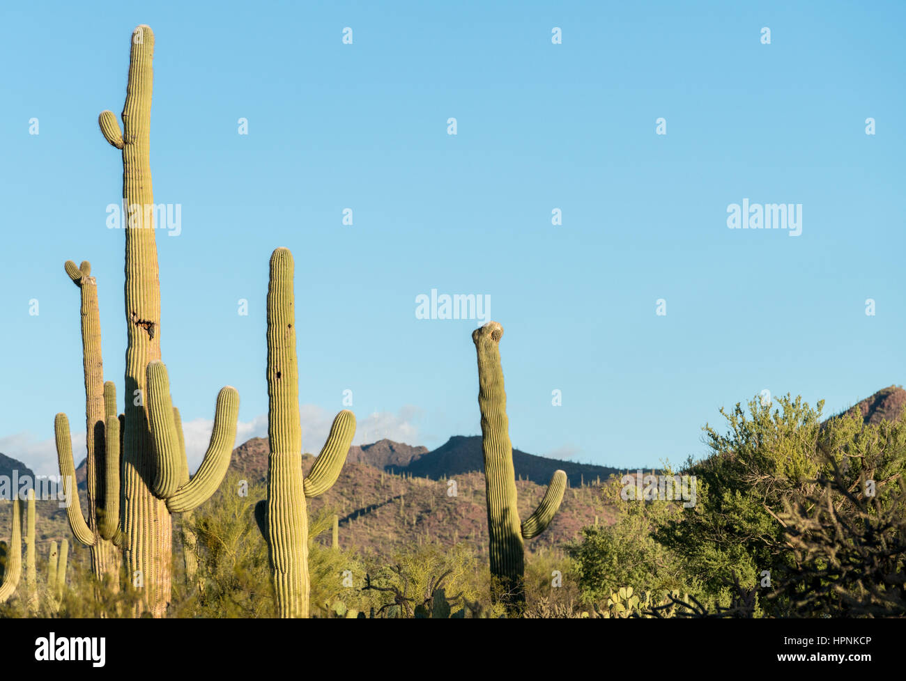Rare Crested saguaro cactus plant in National Park West near Tucson ...
