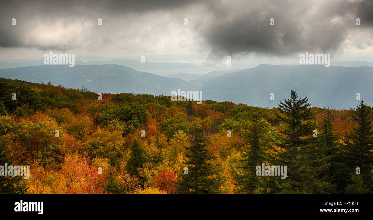 Red autumn leaves across Dolly Sods Wilderness area in West Virginia ...