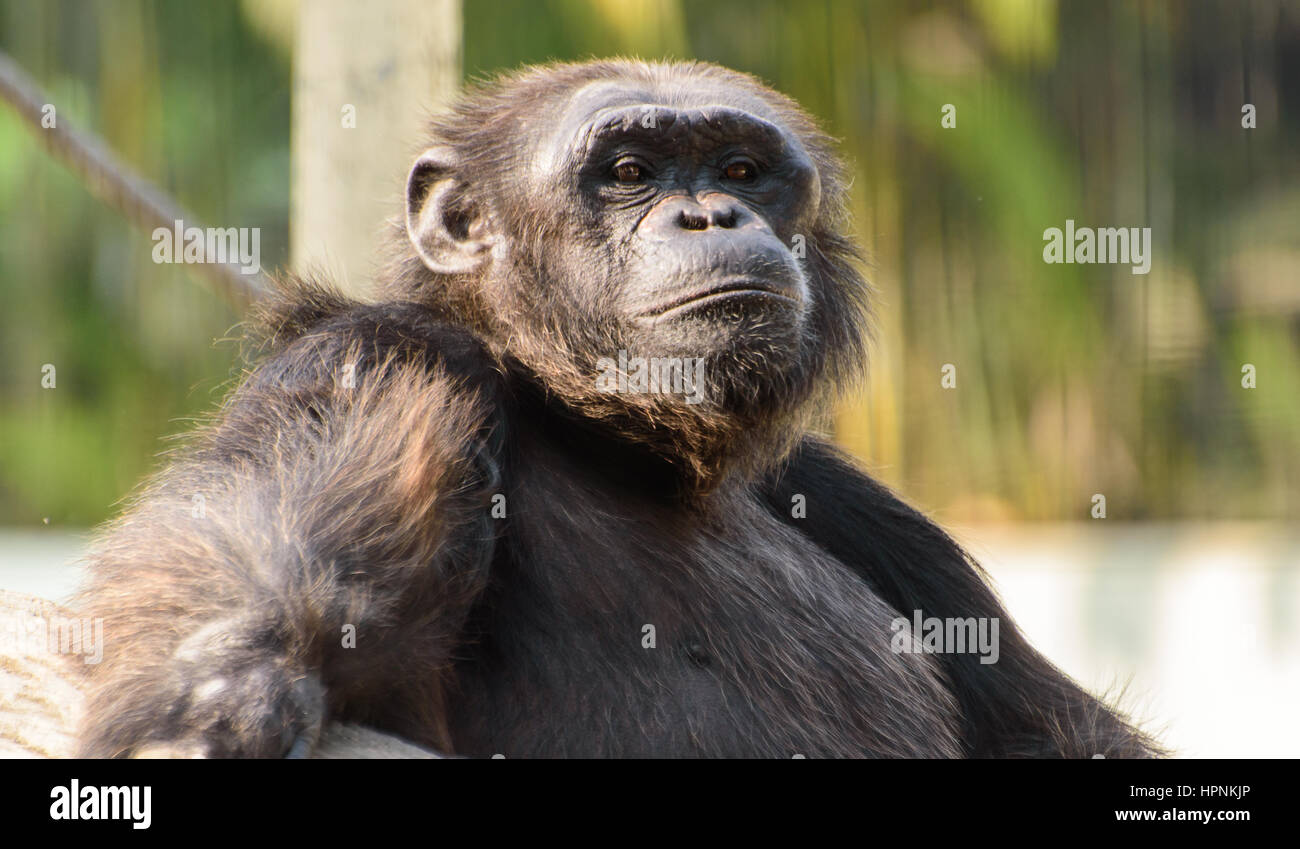 Chimpanzee animal zoo in kolkata hi-res stock photography and images ...