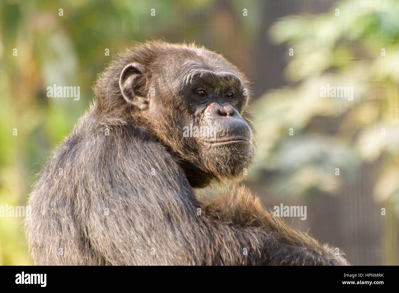 close up face of a male chimpanzee Stock Photo - Alamy