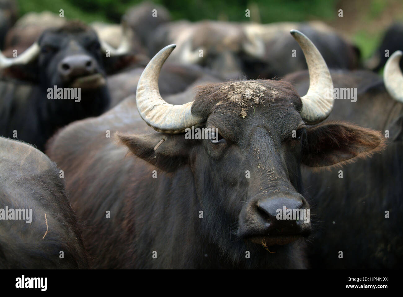 Water buffalo on a British farm, their milk used for making Mozzarella ...
