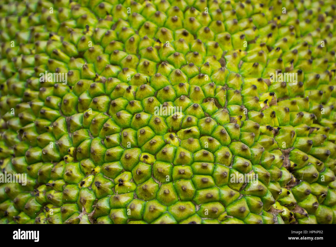 Jackfruit texture abstract background Stock Photo - Alamy