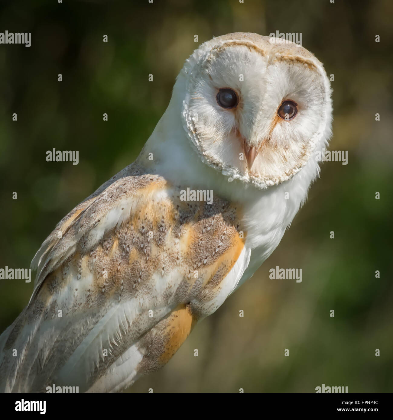 Staring eye up close hi-res stock photography and images - Alamy