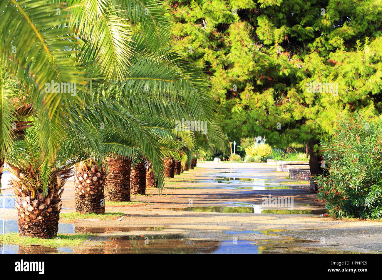 Summer landscape palms on hi-res stock photography and images - Alamy