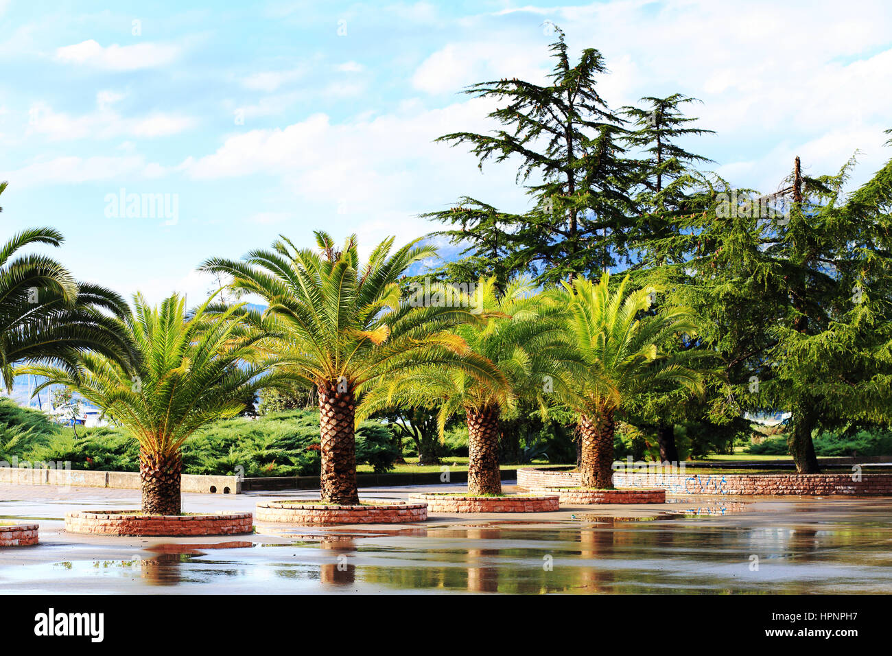 Green palm trees hi-res stock photography and images - Alamy