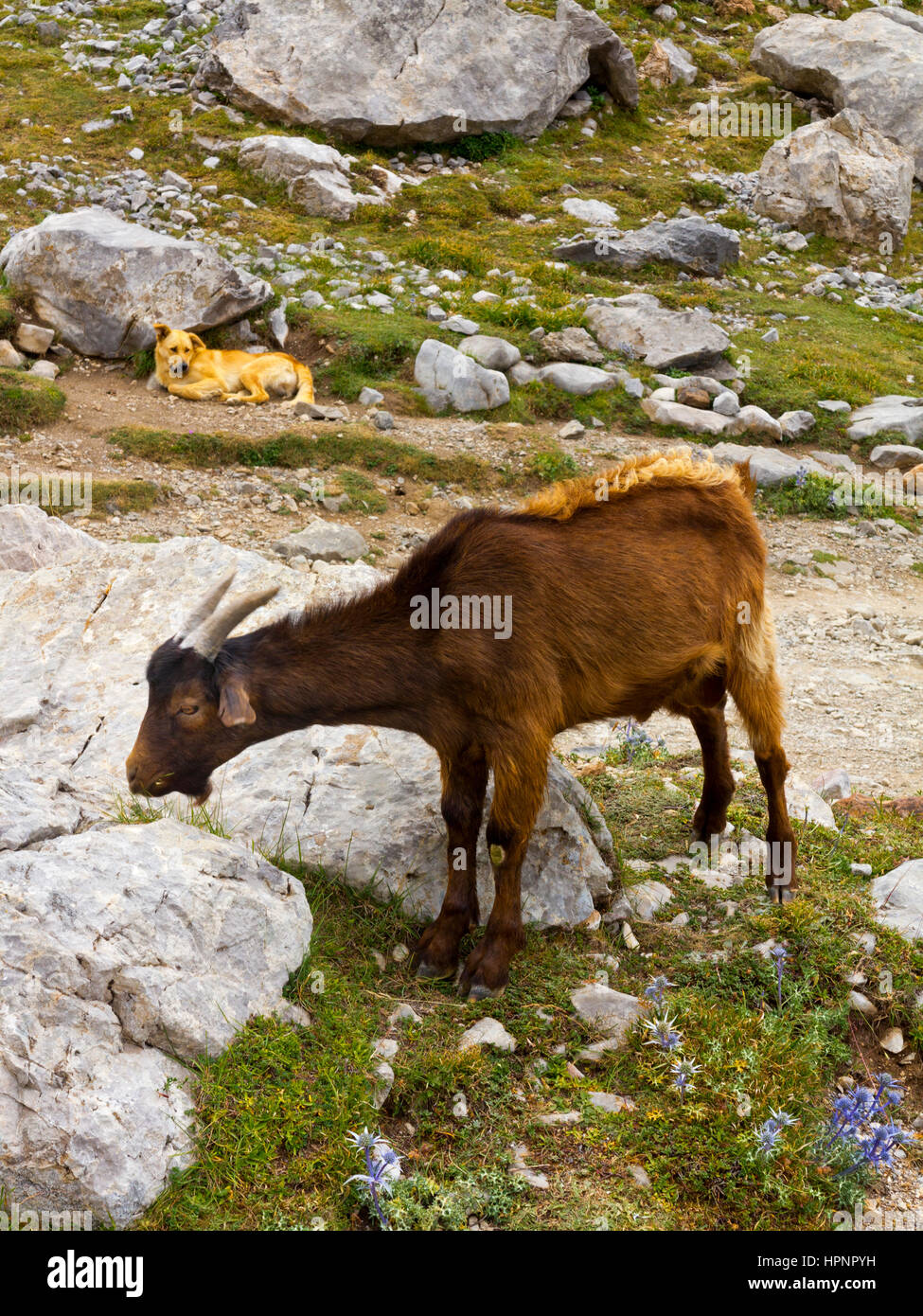 Chamois goat in mountain landscape at Fuente De in the Picos de Europa ...