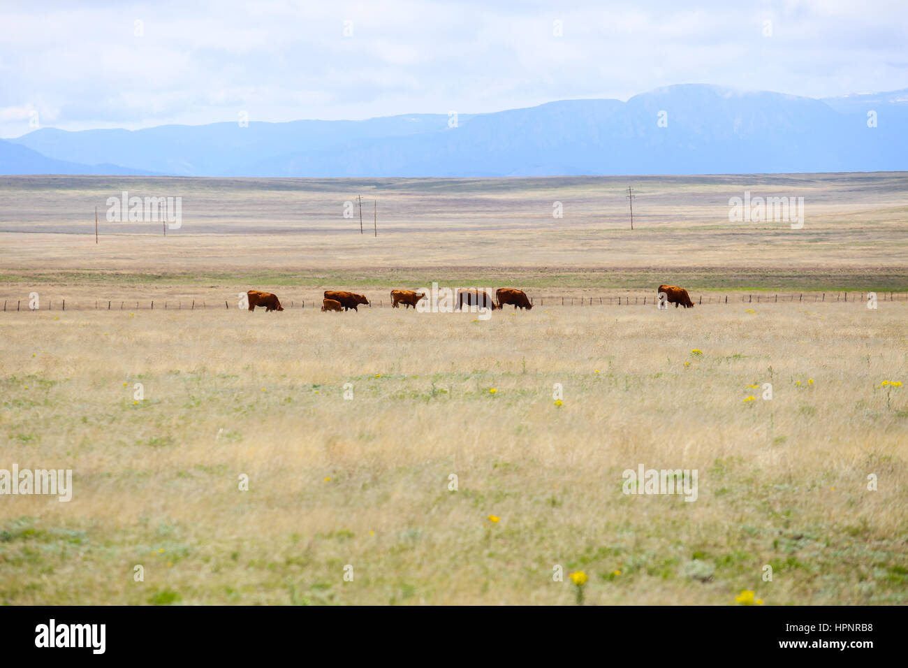 West plains cattle grazing hi-res stock photography and images - Alamy