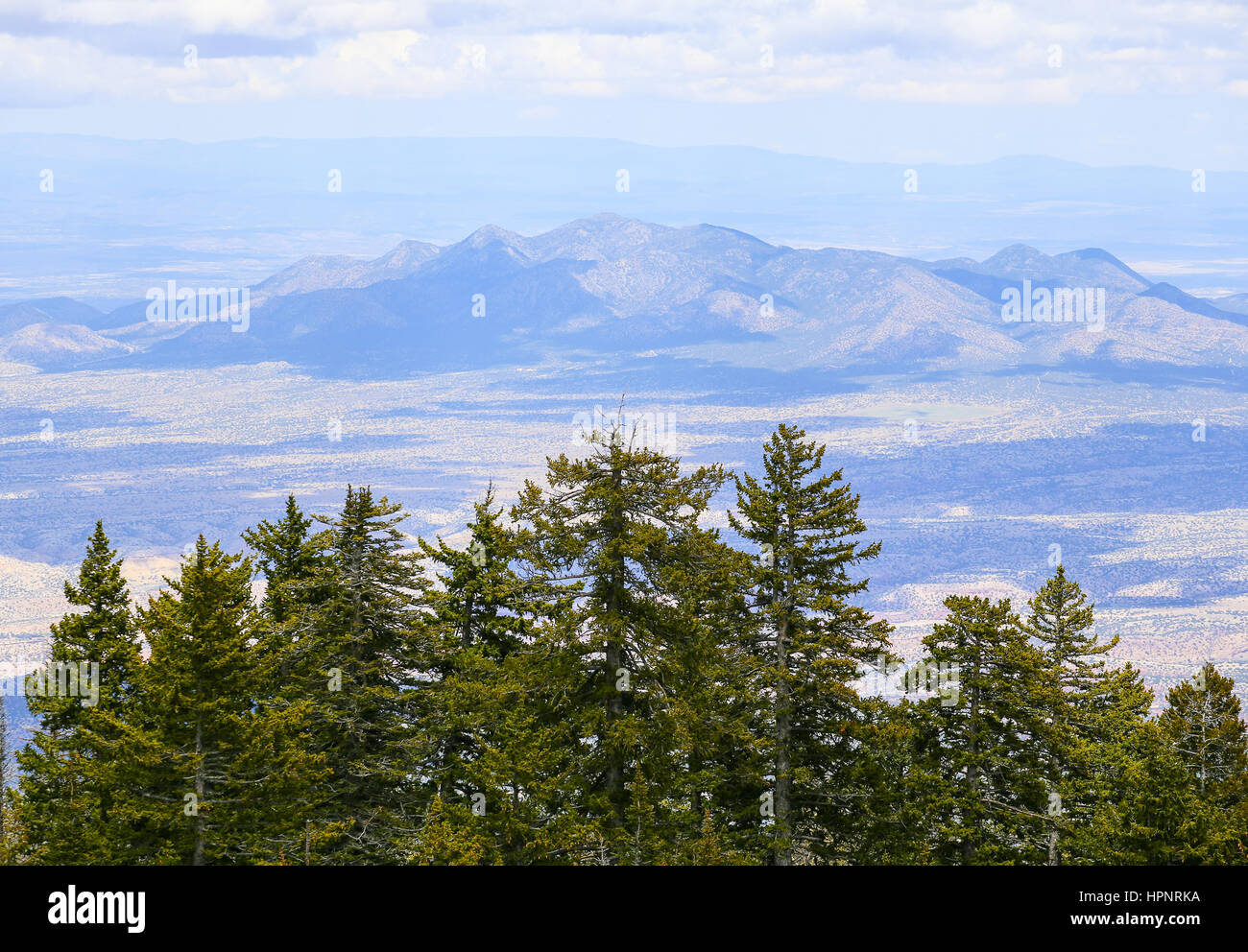 View over tall conifers towards the Sandia Mountains near Albuquerque ...