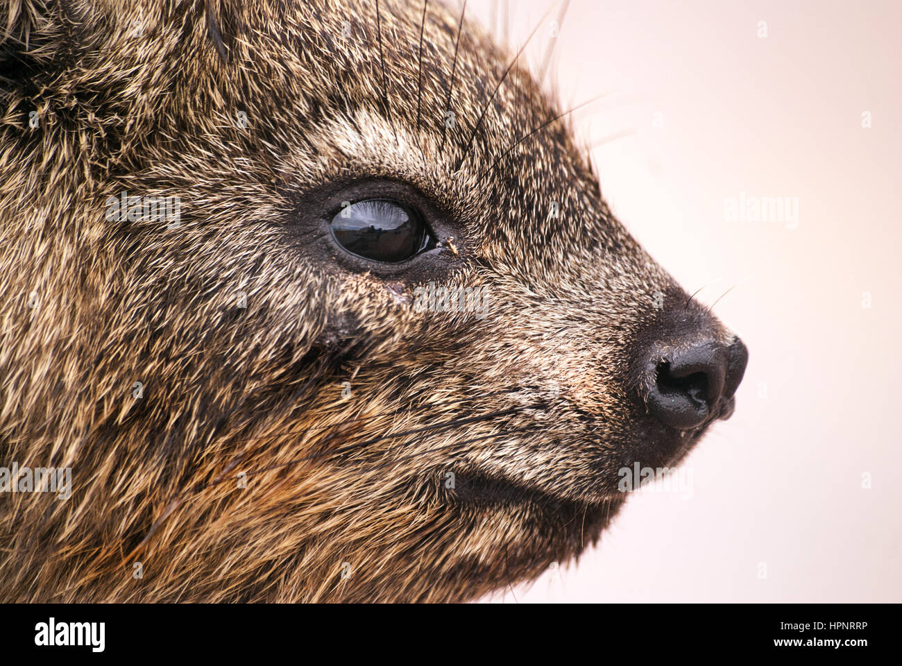 Close up of the face of a dassie, also known as a rock hyrax, in South ...