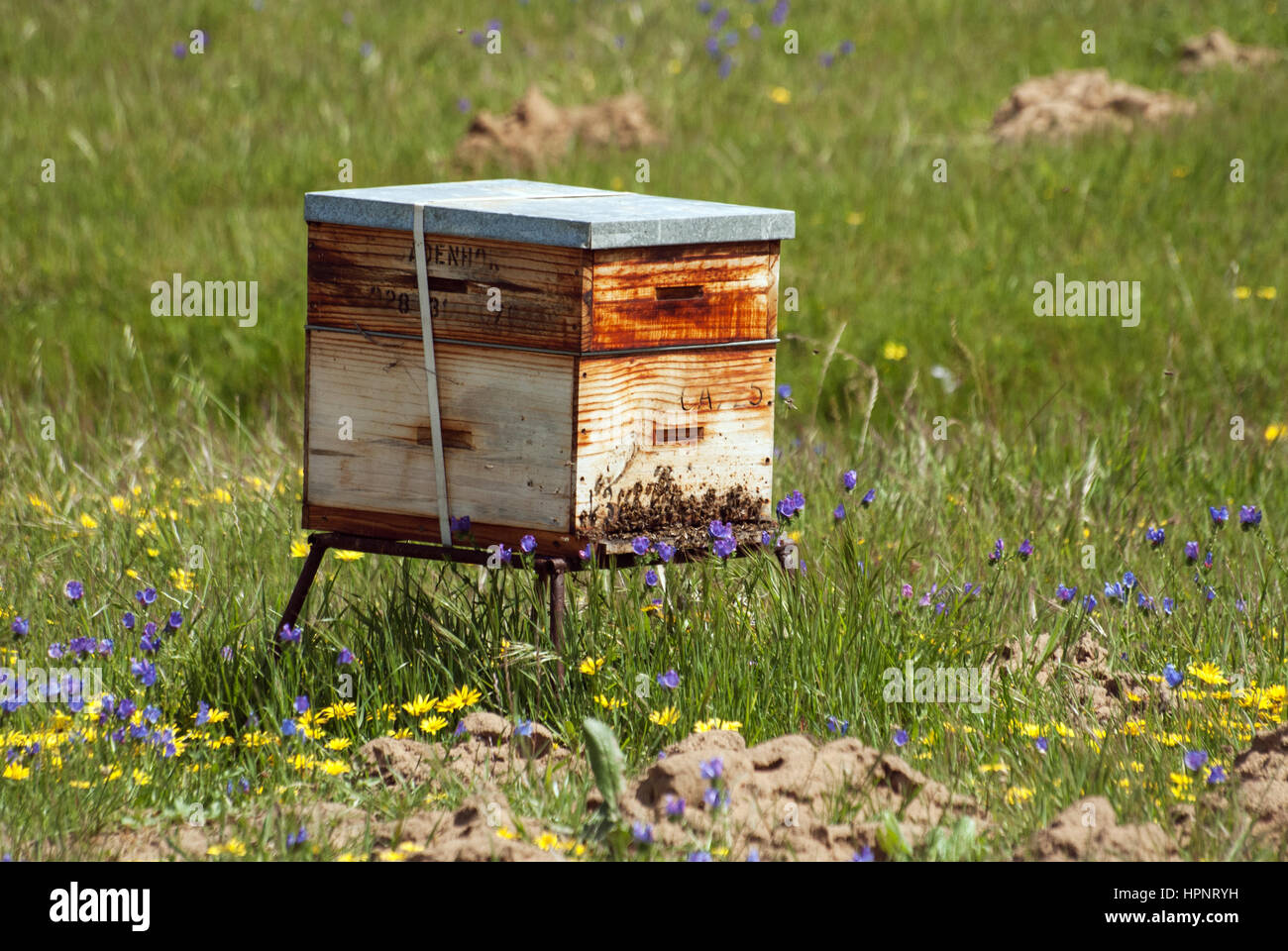 A bee hive and bees in a flowery field, South Africa Stock Photo - Alamy
