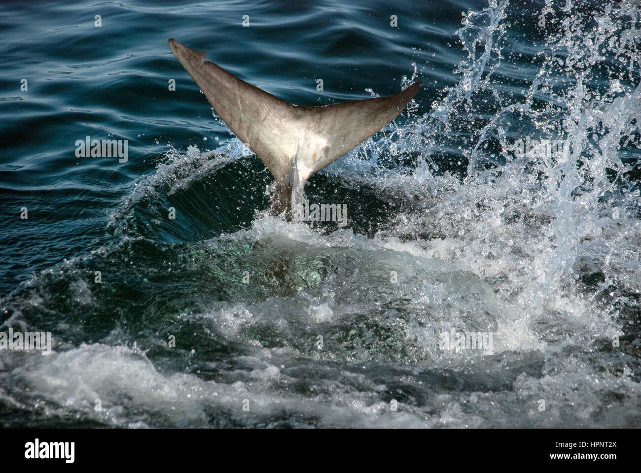 The tail of a great white shark splashes as it hits the water Stock ...