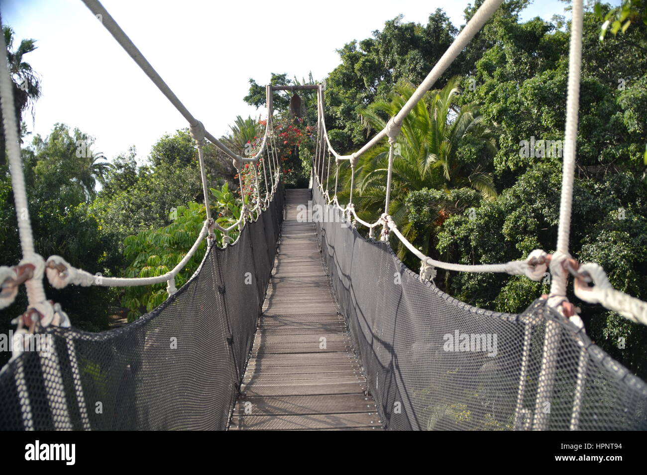 Jungle rope bridge hi-res stock photography and images - Alamy