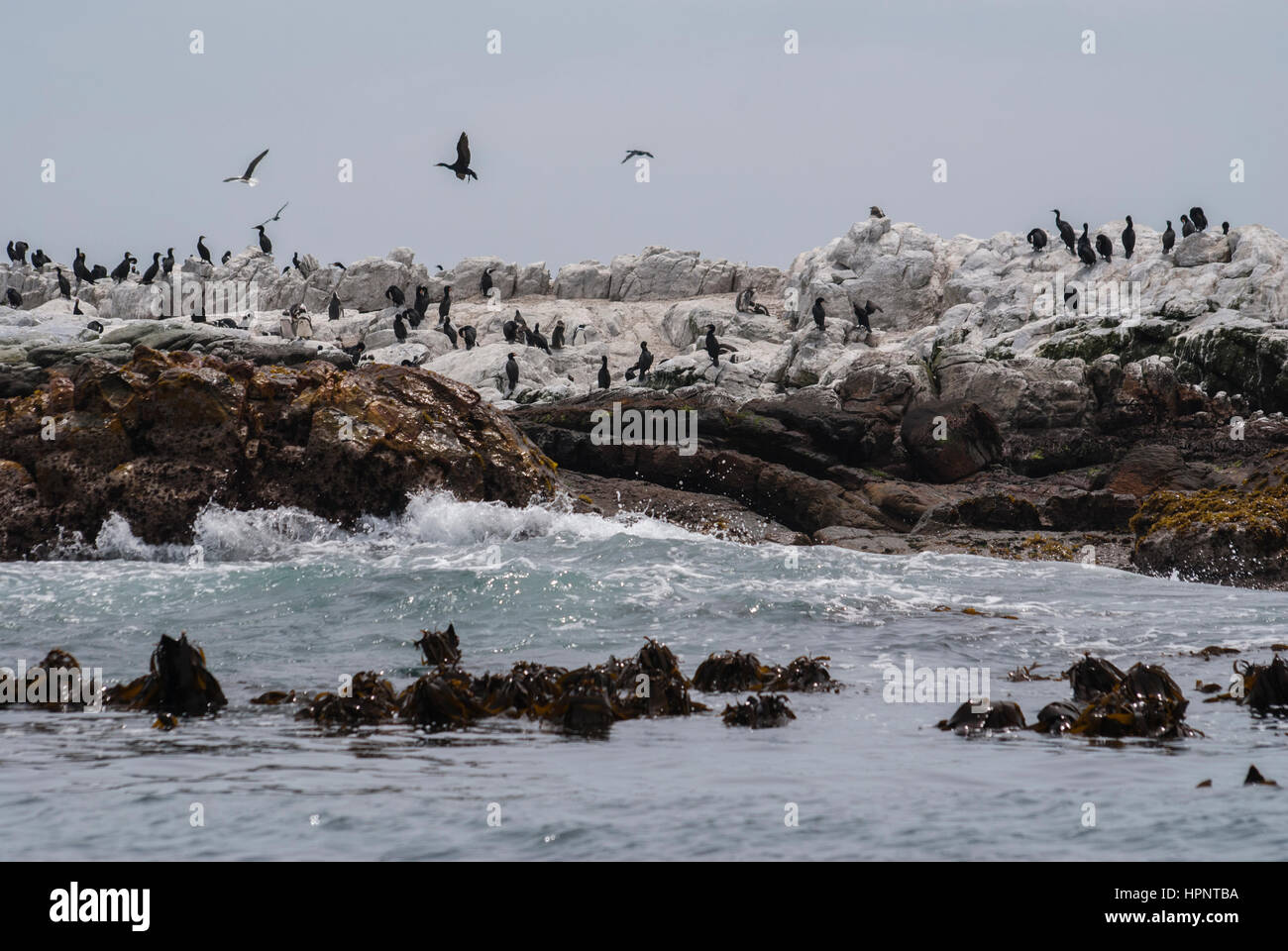 Cormorants and african penguins on Dyer Island, Gansbaai, South Africa ...
