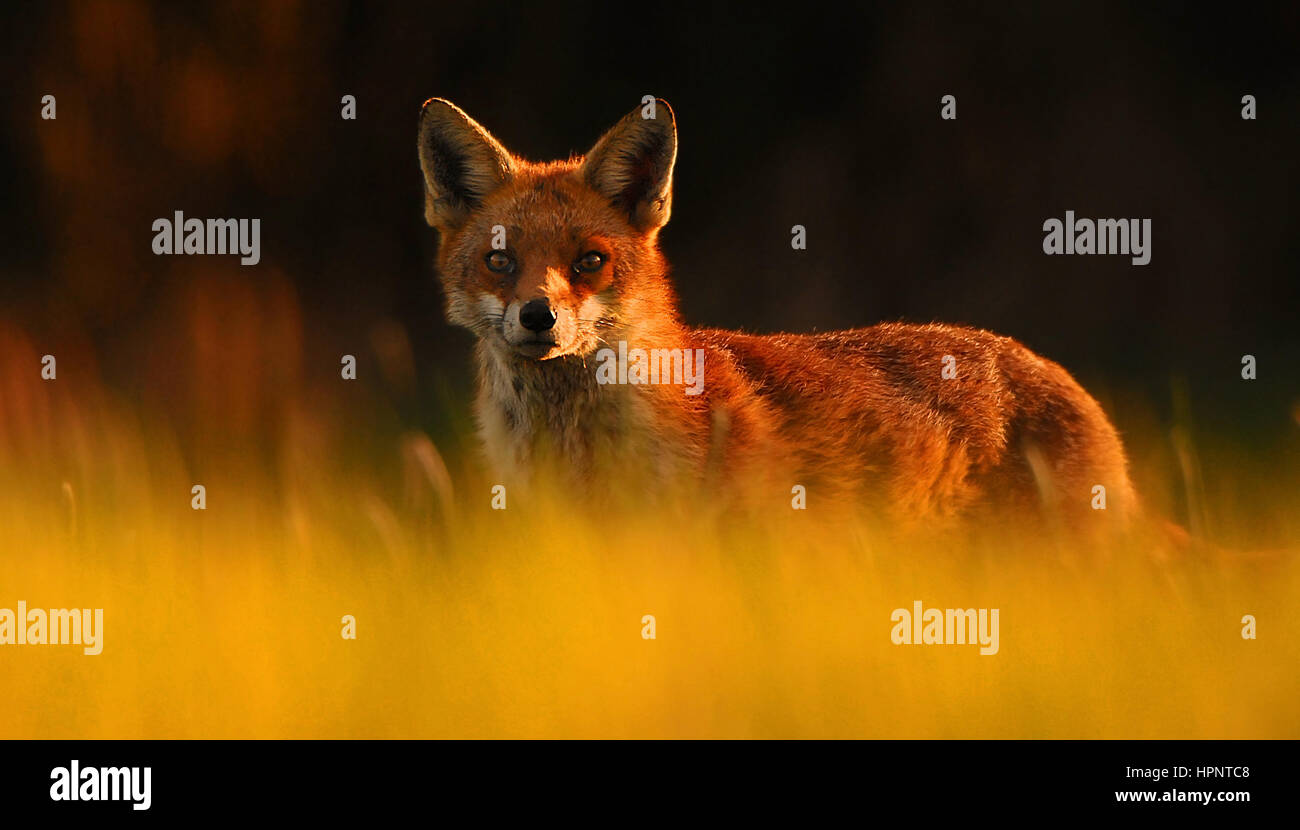 Stretching fox hi-res stock photography and images - Alamy