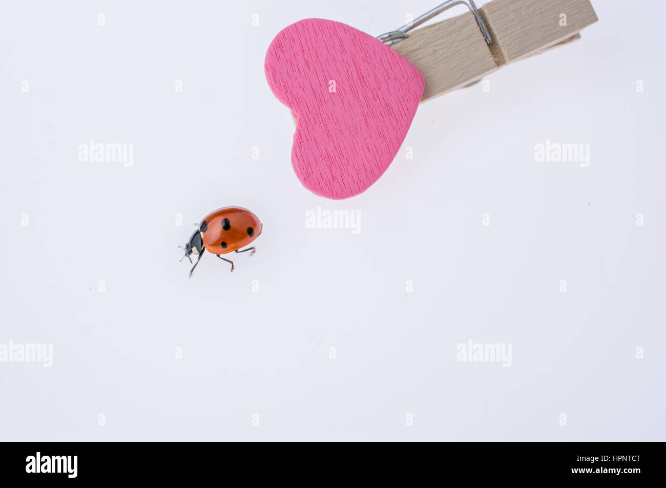 Beautiful photo of red ladybug walking on a pink heart icon Stock Photo ...