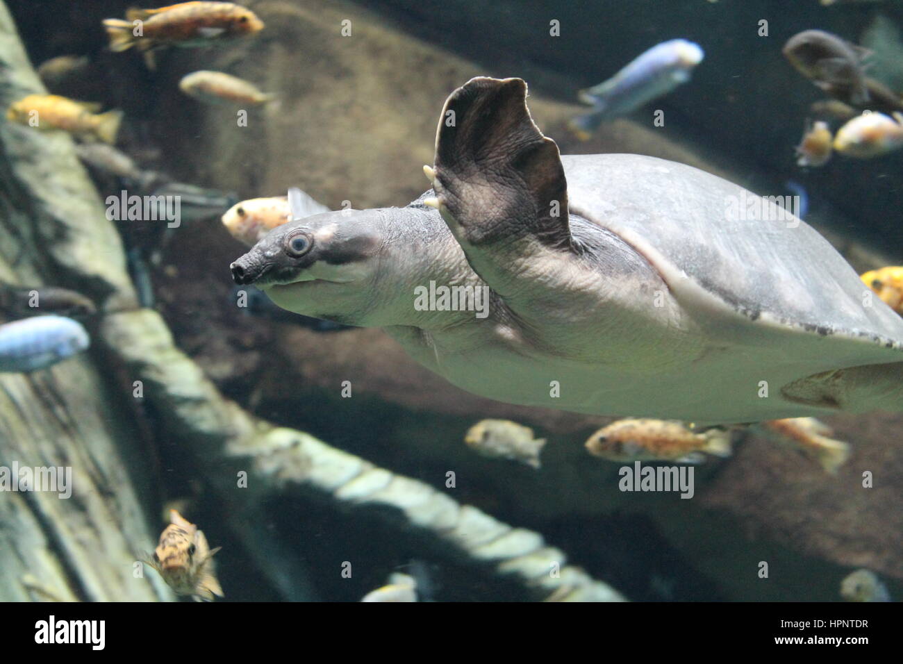 Pig nosed turtle hi-res stock photography and images - Alamy