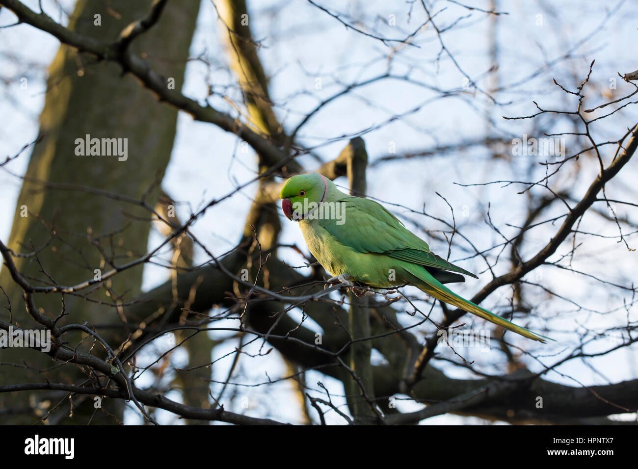Indian Parakeet in London. A wild parakeet sits in a tree in a local ...