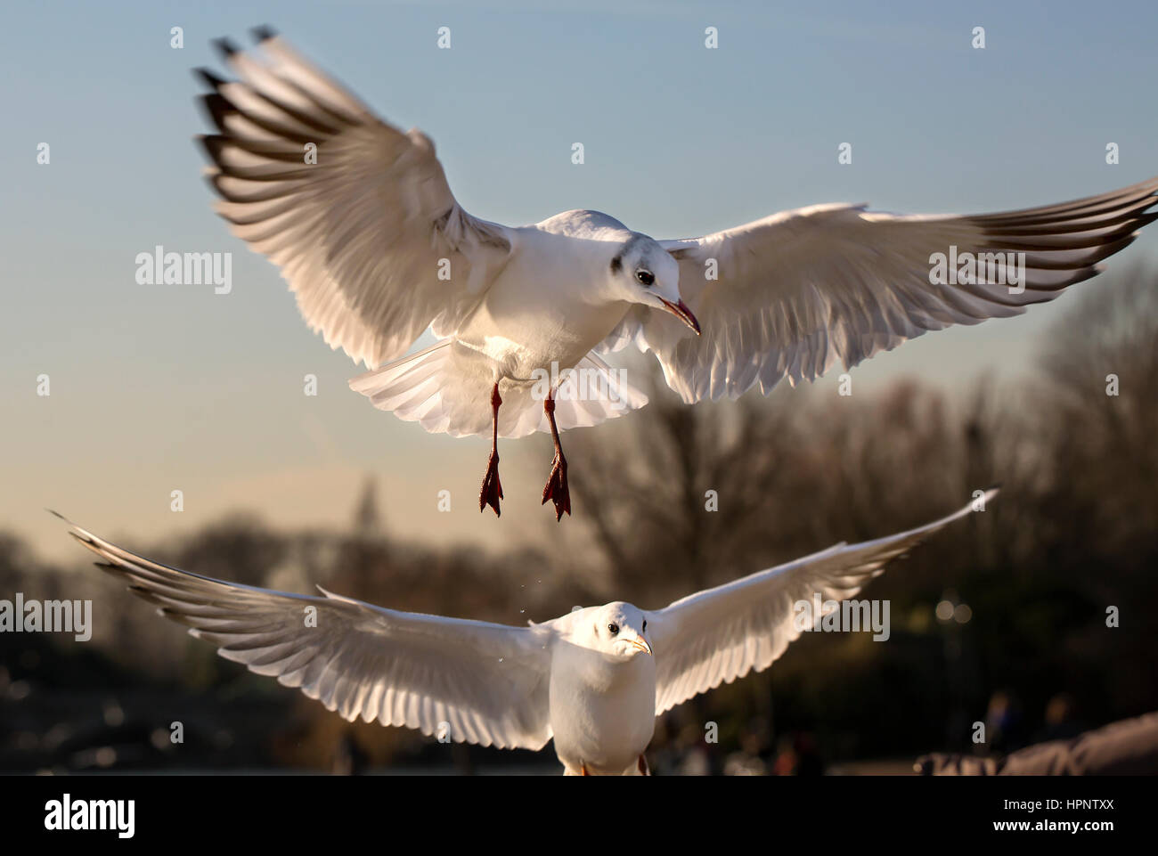 Hovering. A seagull is hovering in the bright sunlight on a winter's ...