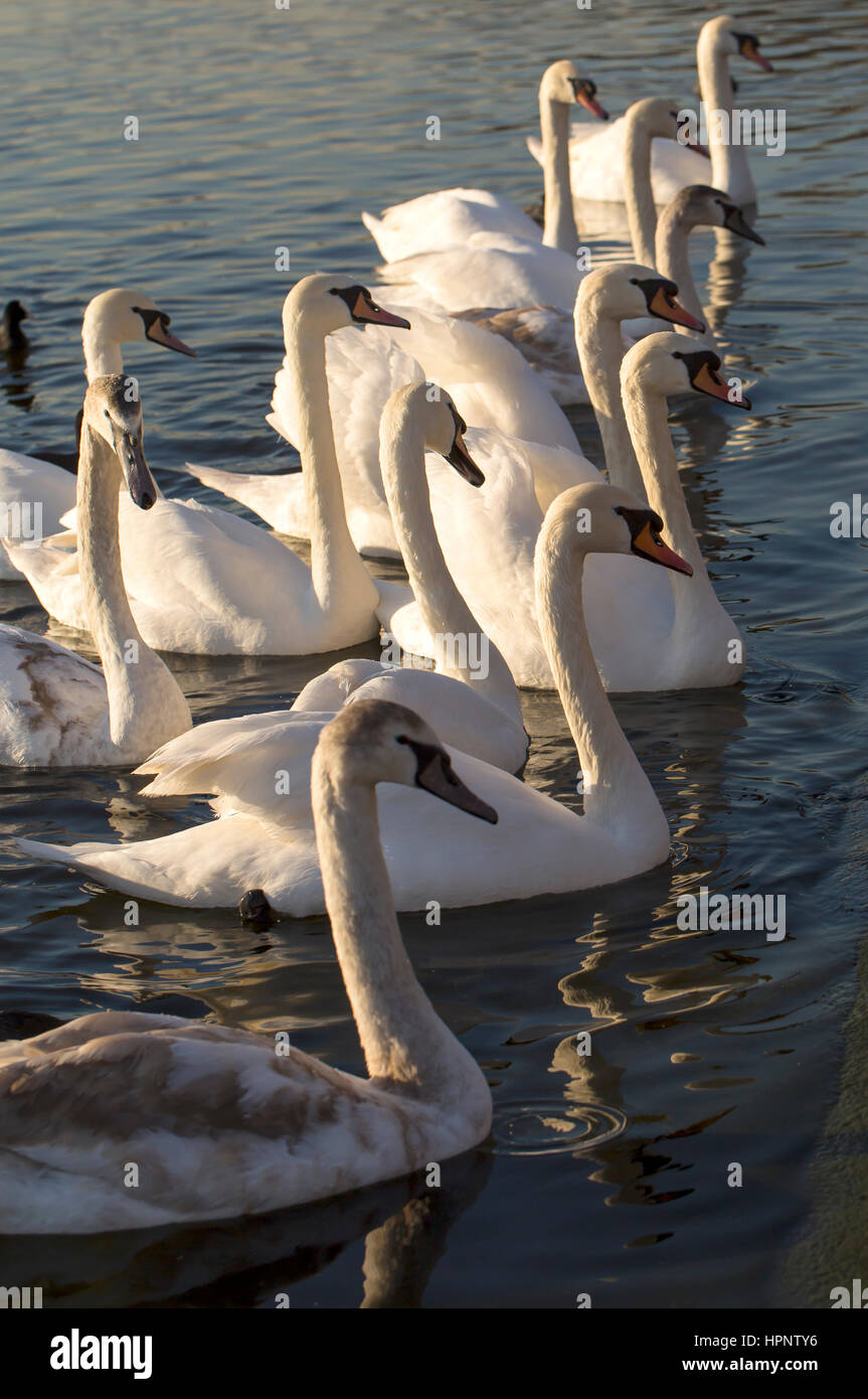Swans. The Queen owns all the swans in Britain even though they are ...