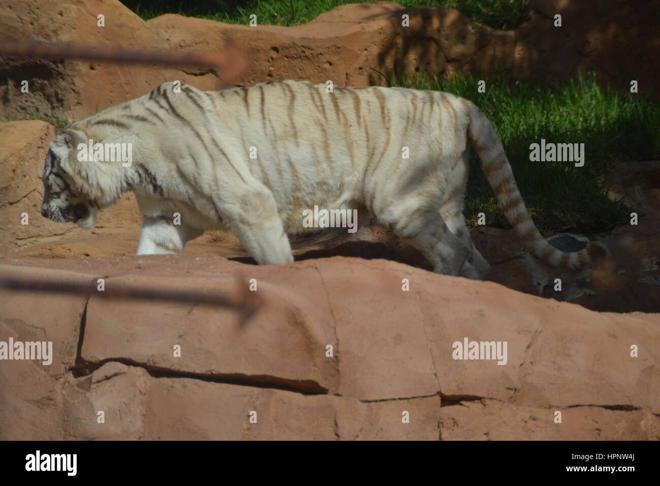 The white tiger or bleached tiger is a pigmentation variant of the ...