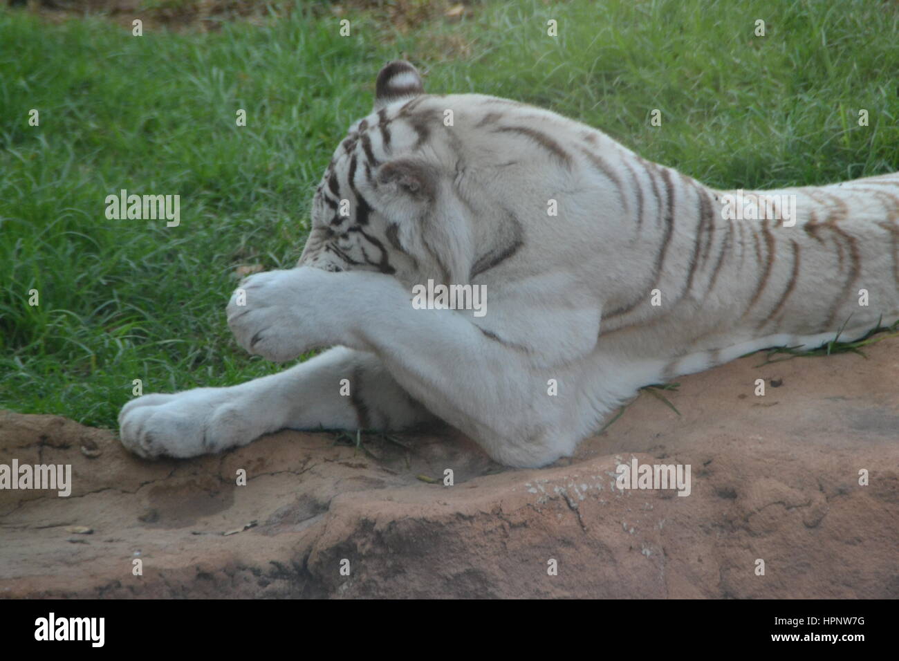The white tiger or bleached tiger is a pigmentation variant of the ...