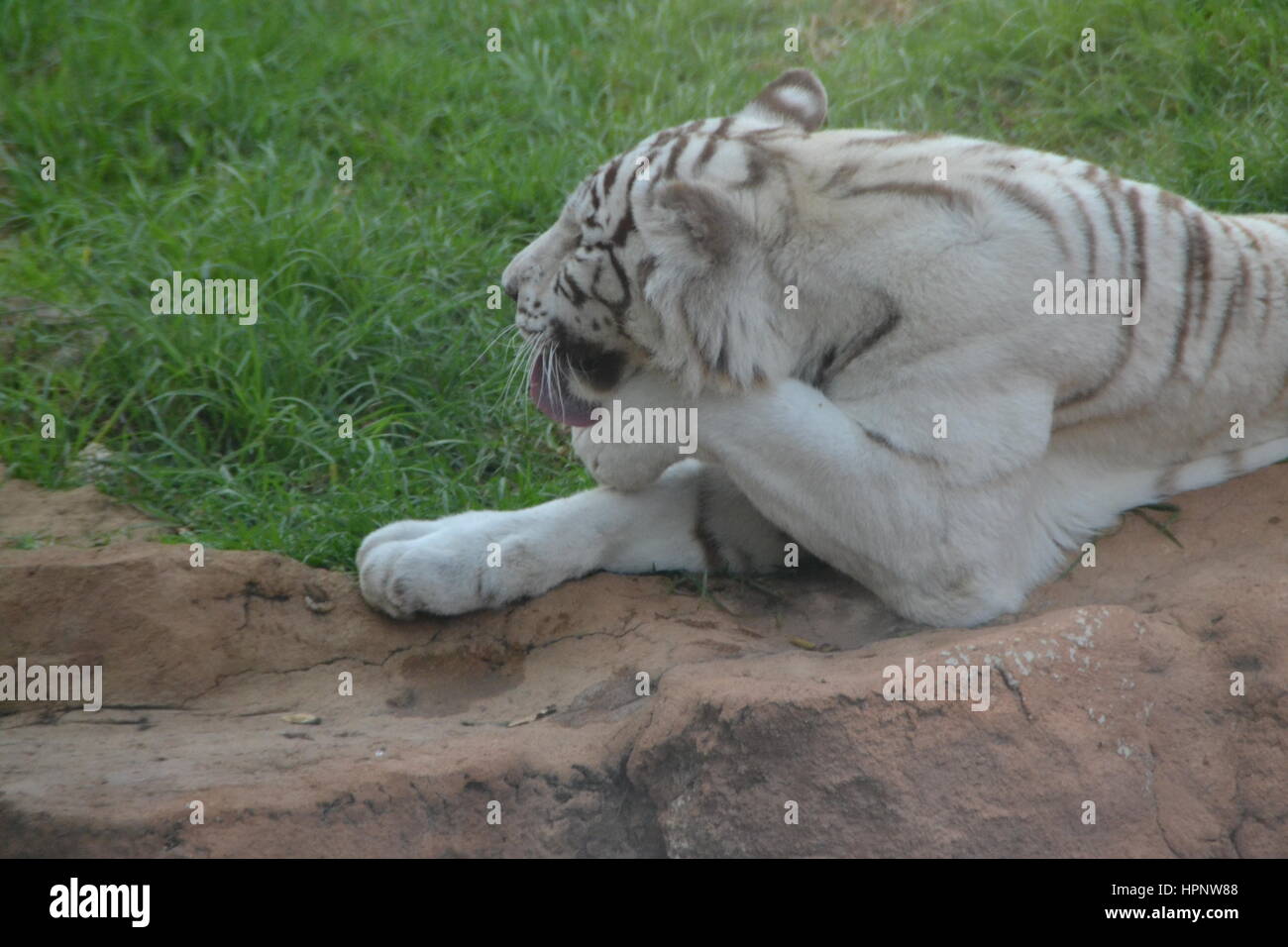 Albino variant hi-res stock photography and images - Alamy