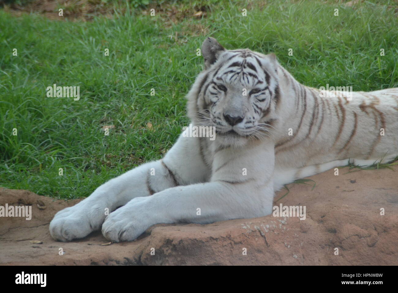 The white tiger or bleached tiger is a pigmentation variant of the ...