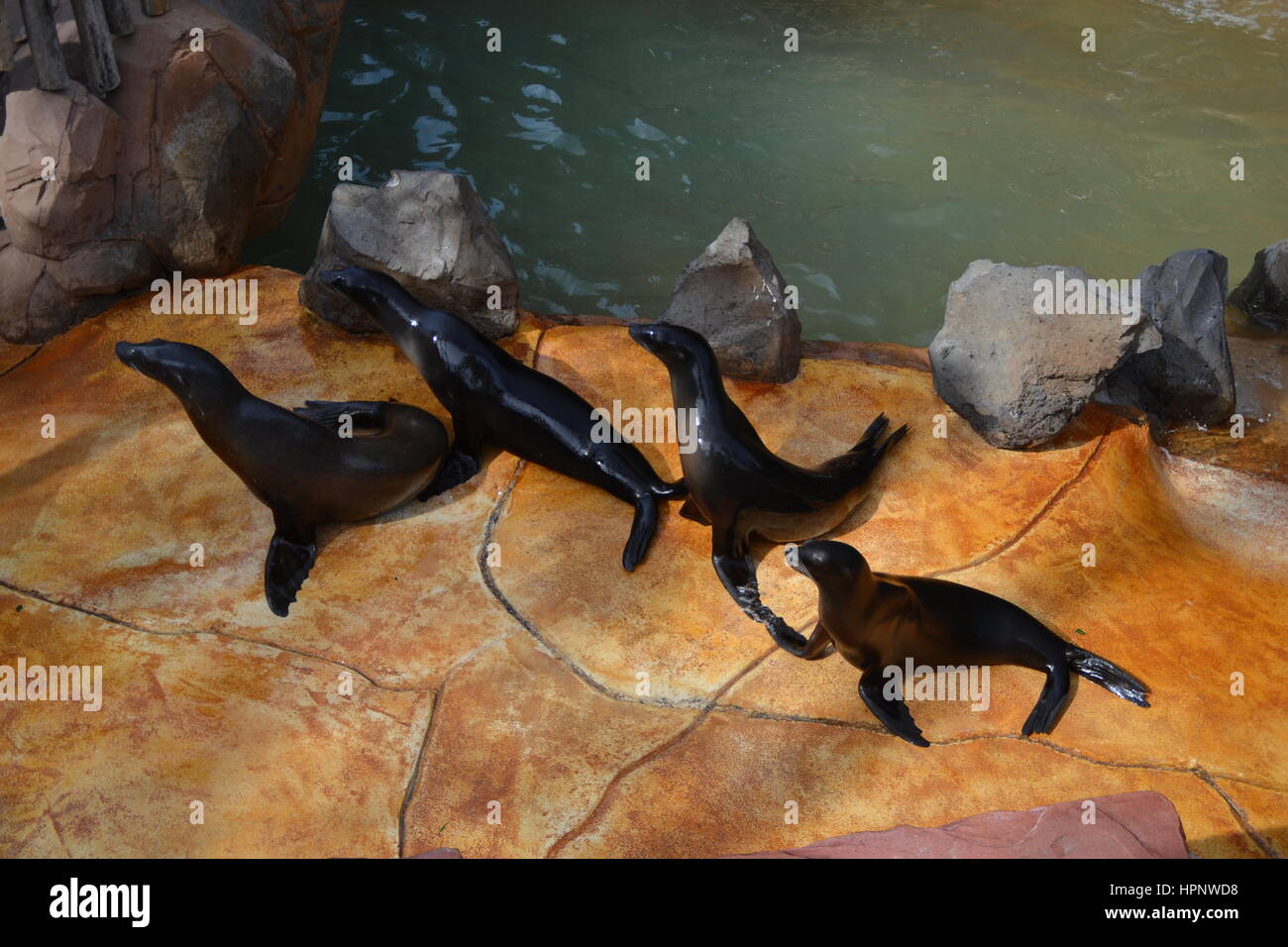 Animals in Jungle park on Tenerife island Stock Photo - Alamy